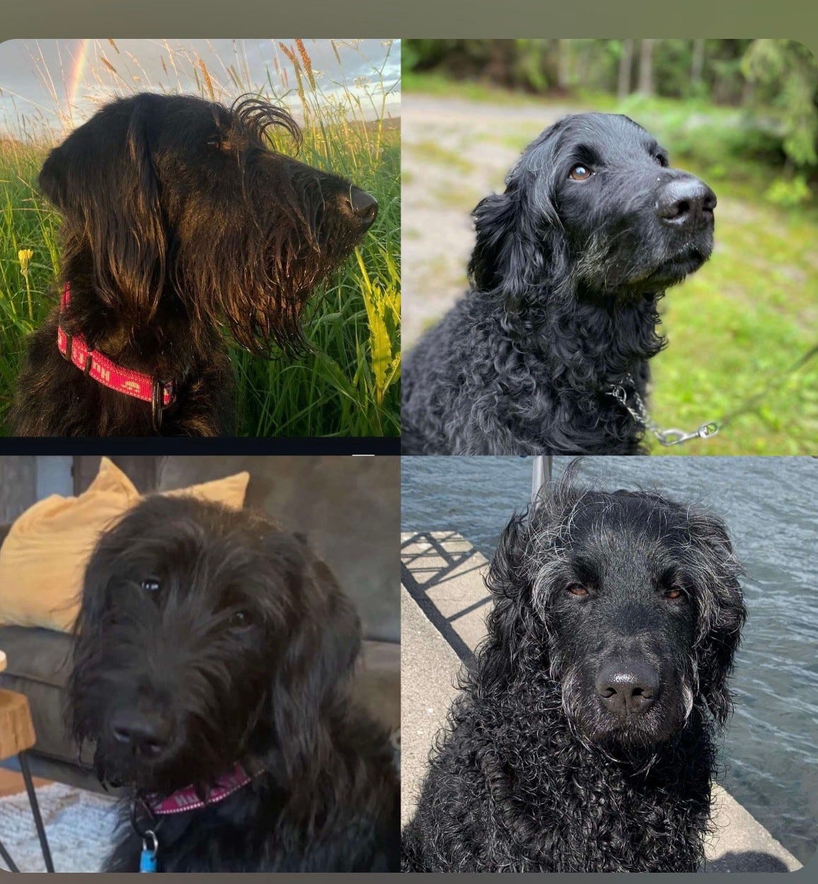 Nydelige Golden Labradoodle valper | FINN-torget