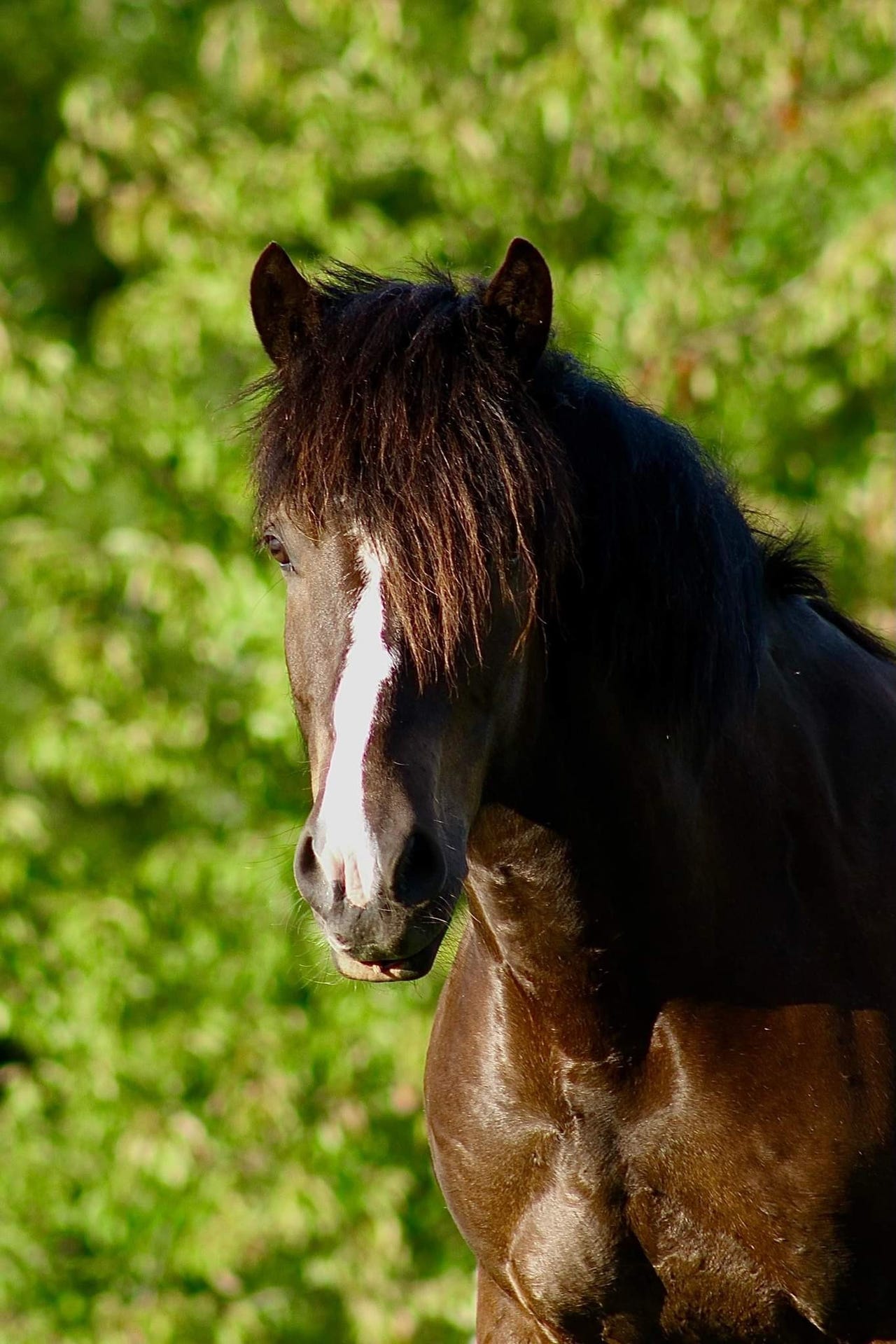 Trivelig valakk søker sin bestevenn! Turhest/Selskapshest! | FINN-torget