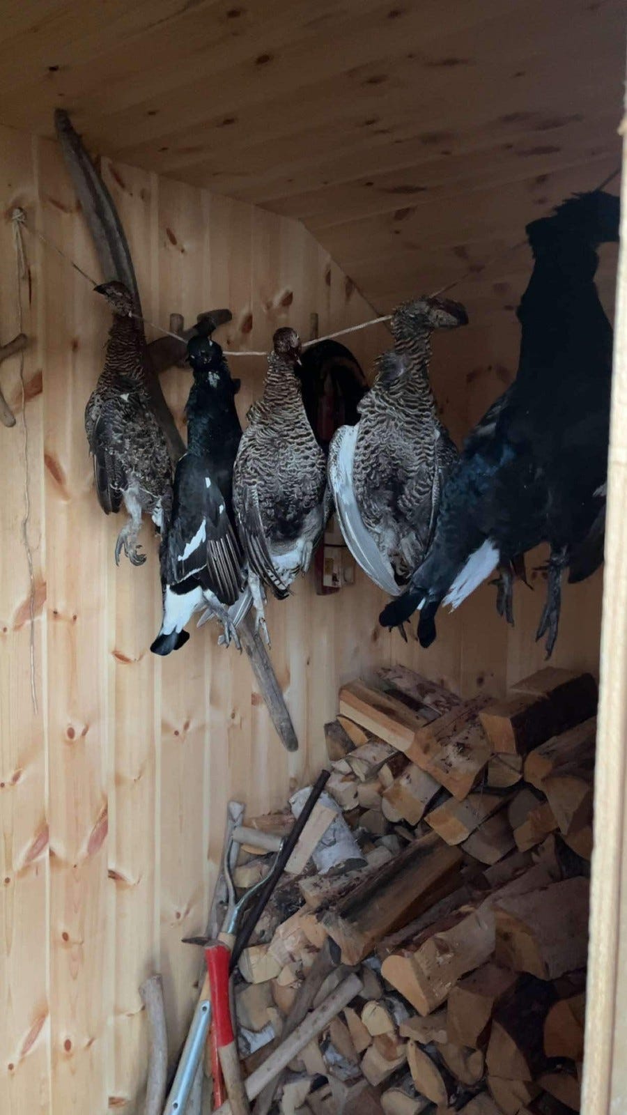 Skogsfugl / orrfugl / rype / hare | FINN-torget