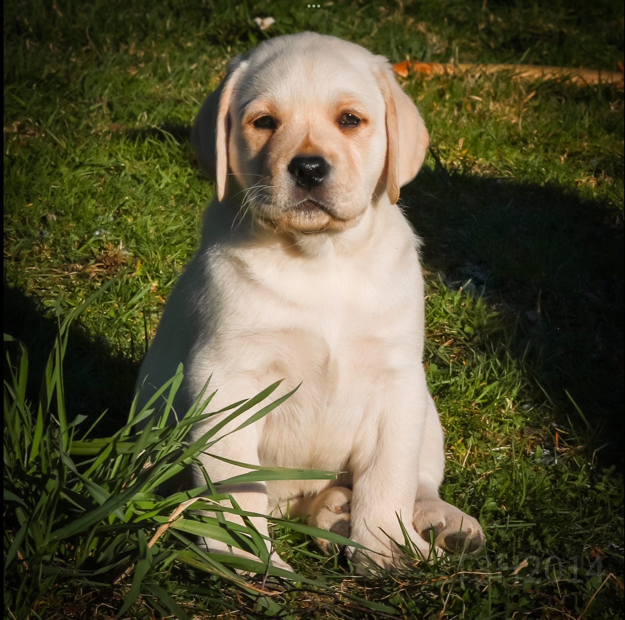 Labrador valper leveringsklare. | FINN torget