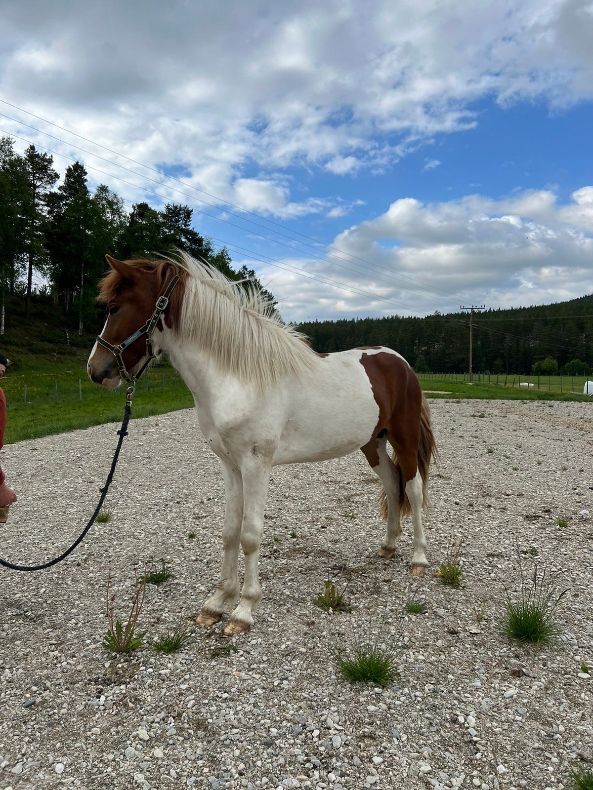 Islandshest, 2 års hingst | FINN-torget