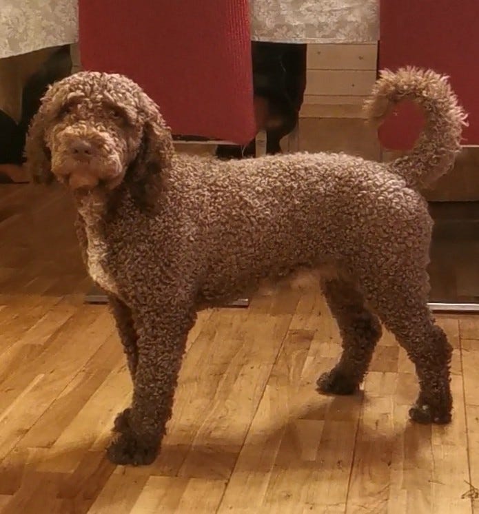 Spansk vannhund hann på 2 år på pass/forvertavtale | FINN-torget