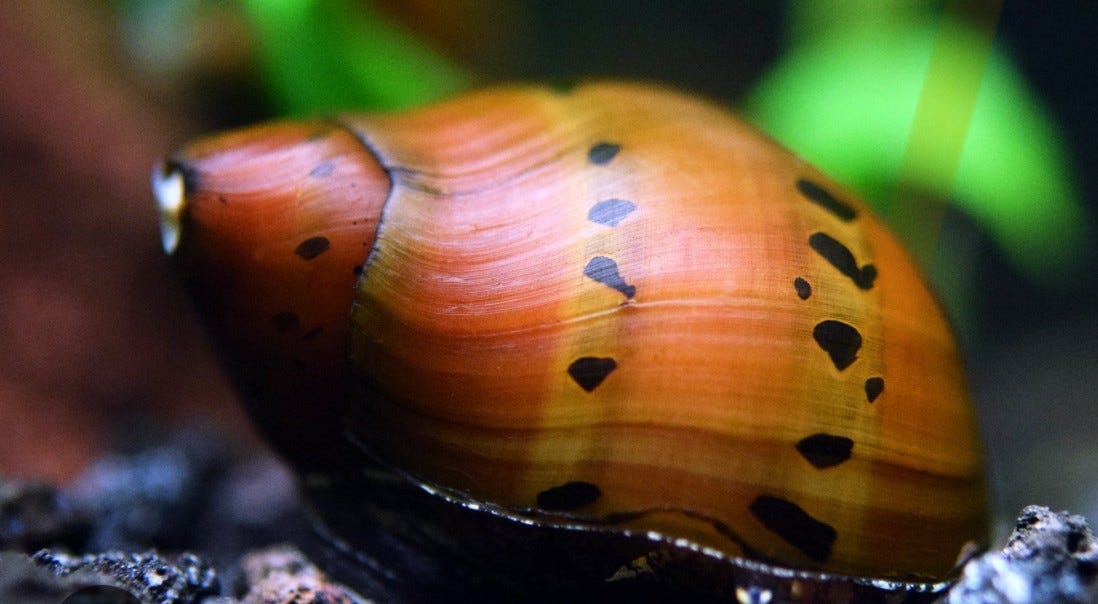 Tiger snegle ønskes kjøpt | FINN-torget