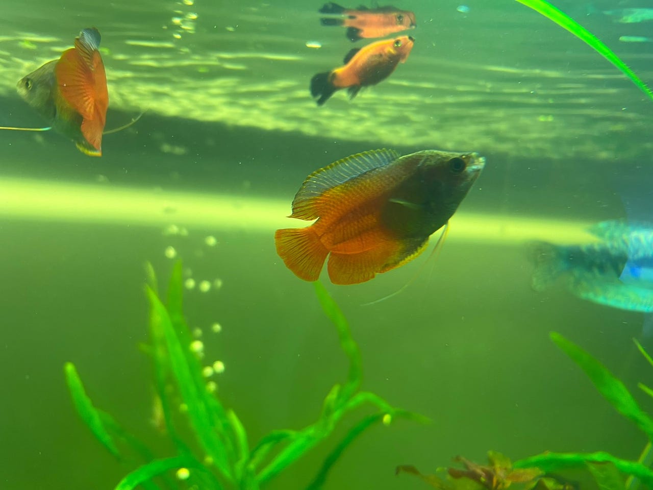 Akvariefisk til salg | FINN torget