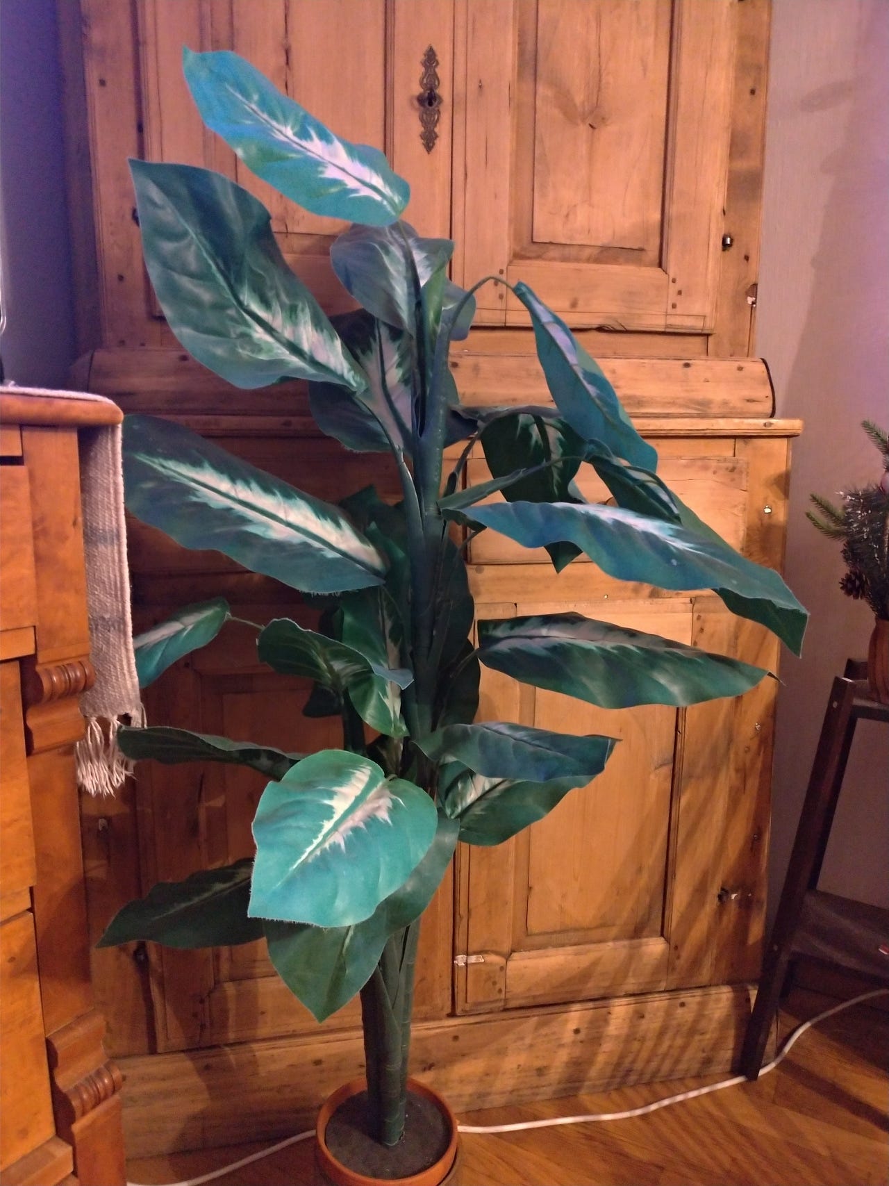 Uekte plante | FINN-torget