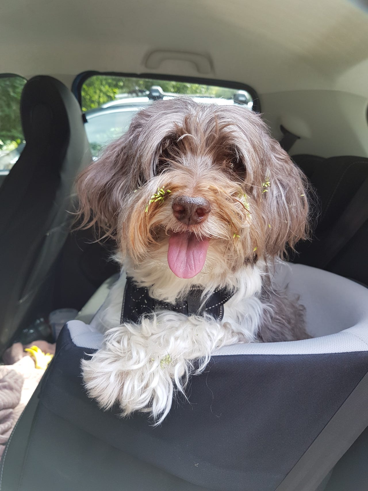 Bichon Havanais på 9 år søker nytt hjem | FINN-torget