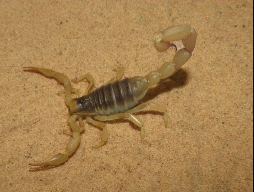 (Ønsker) Giant hairy scorpion/Hadrurus arizonensis | FINN-torget