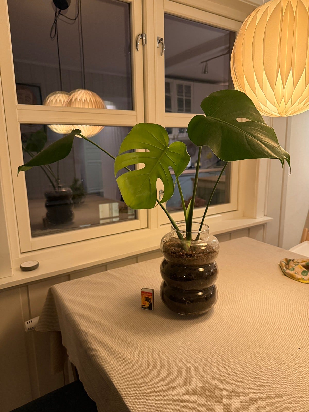 Liten monstera/avlegger gis bort | FINN-torget