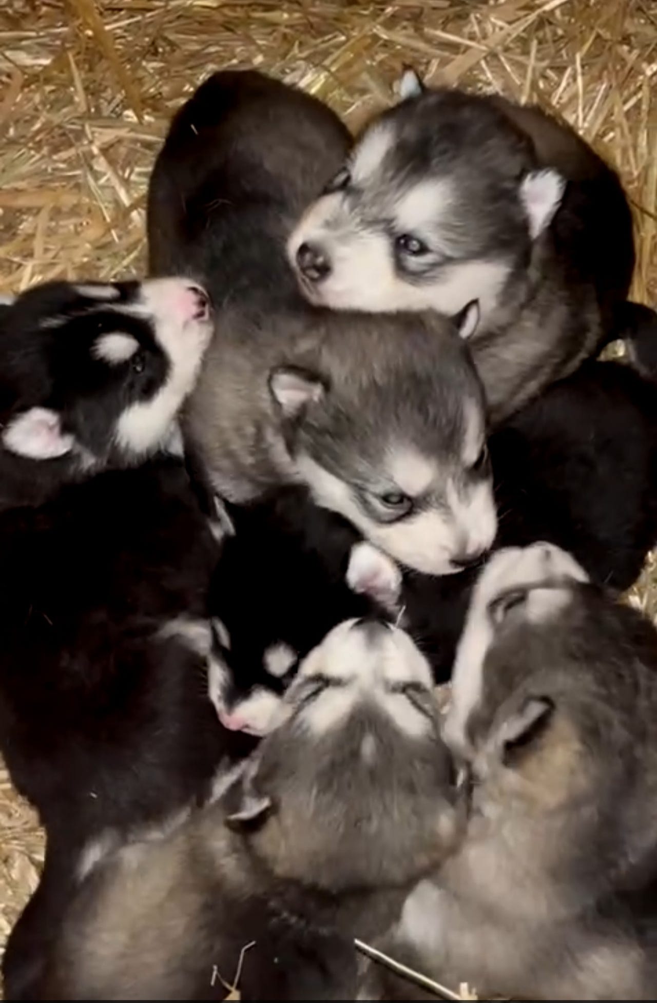 Alaskan malamute valper | FINN-torget