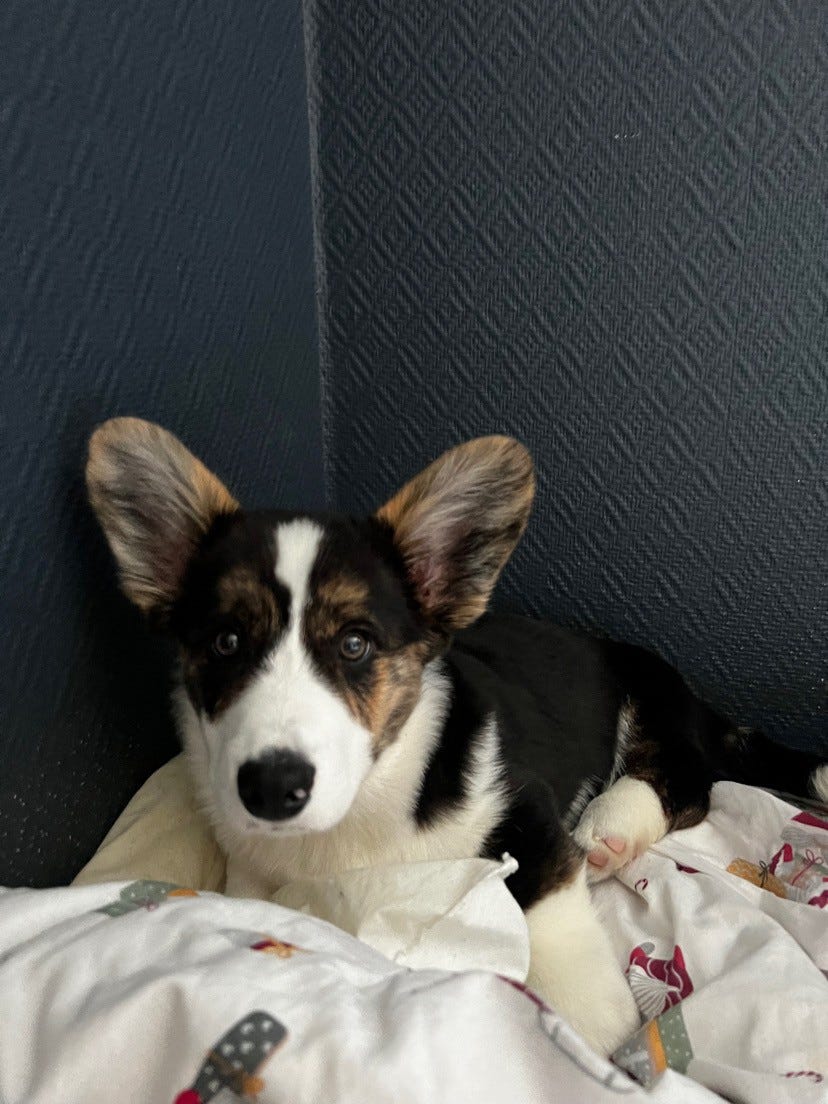 Welsh corgi cardigan valp | FINN-torget