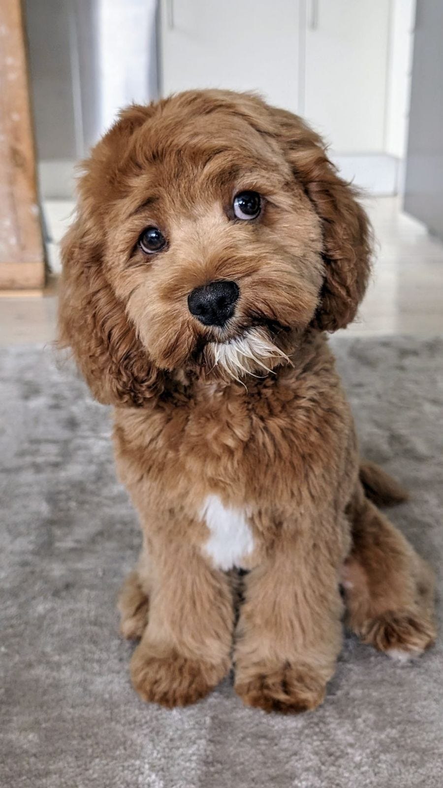 Cavapoo valper | FINN-torget