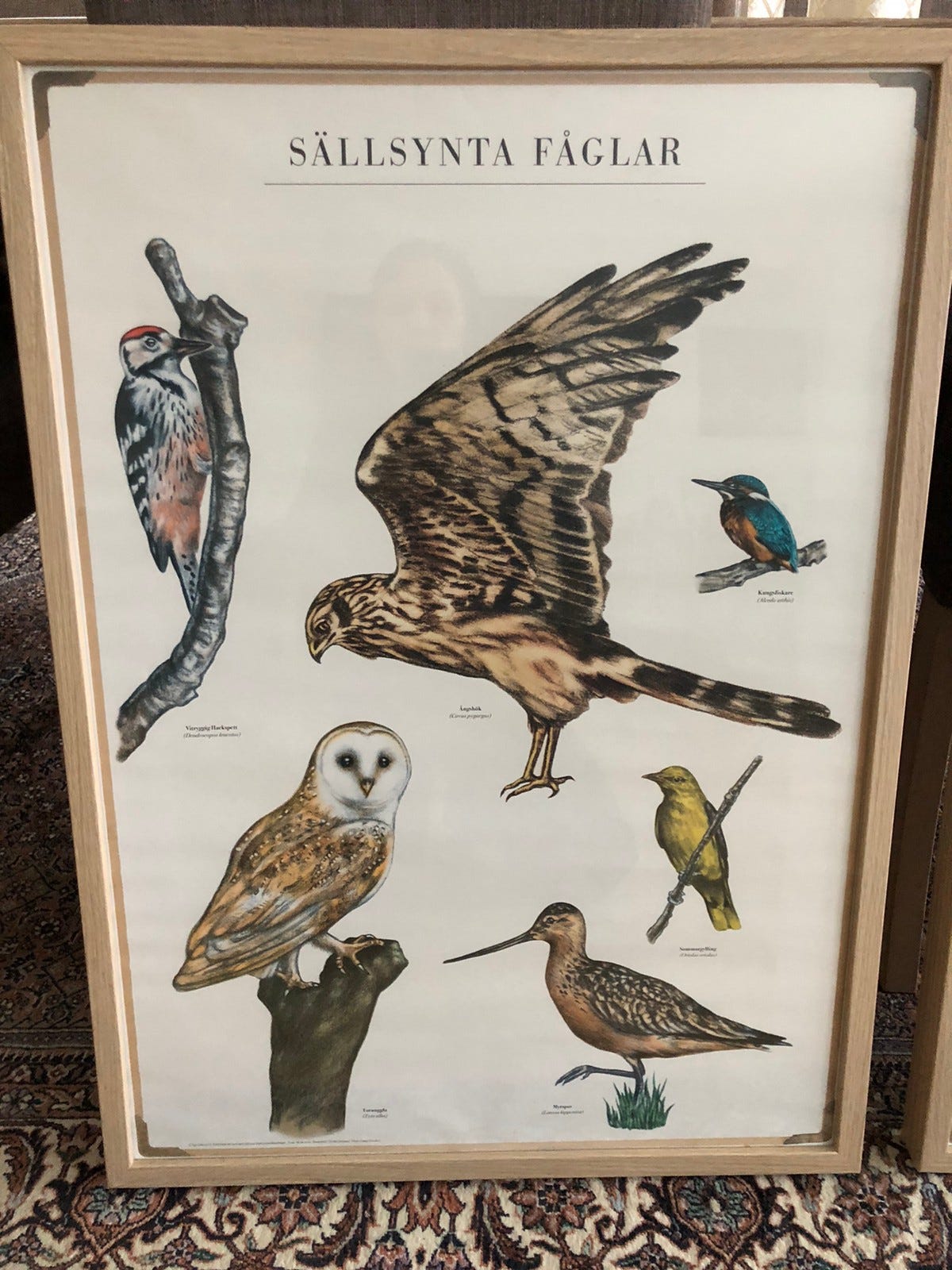 Koselig bilde, sällsynta (sjeldne) fåglar | FINN-torget