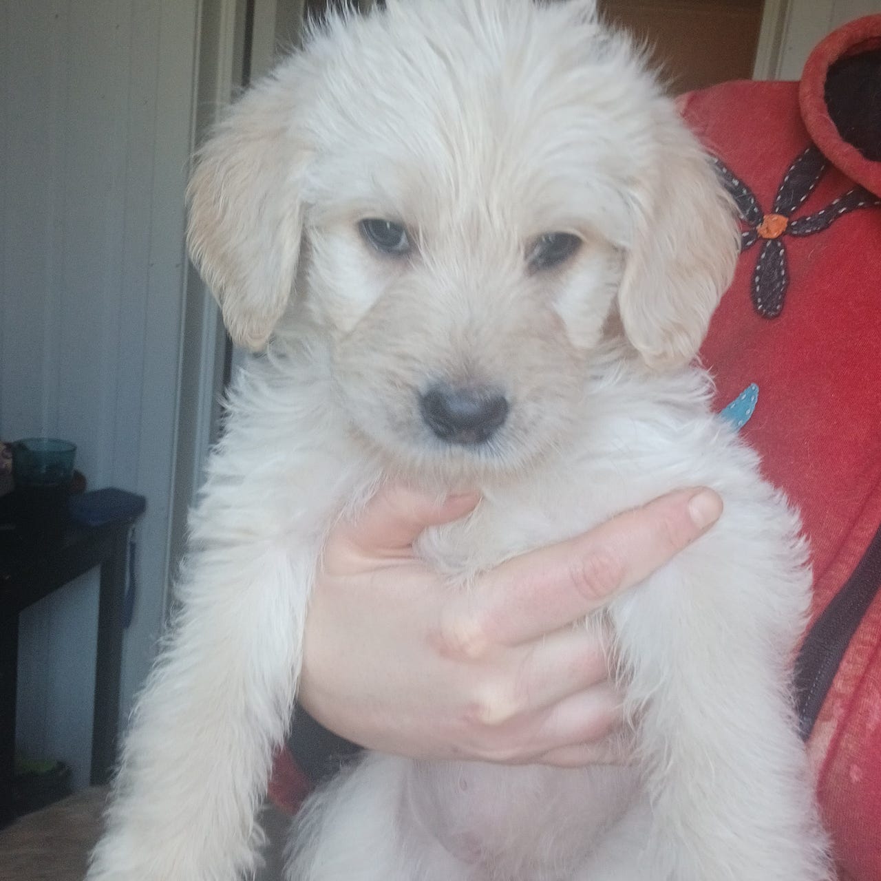 Dobbel Doodle valper til salgs. Leveringsklare nå 🐶 nye bilder 11 feb | FINN-torget