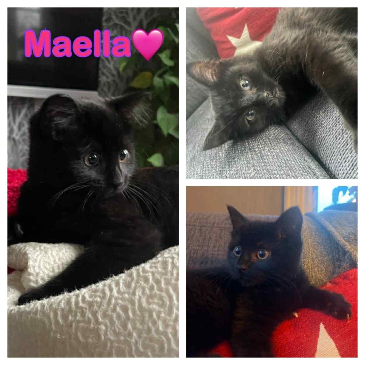 Kattungen Maella er ledig for adopsjon | FINN-torget