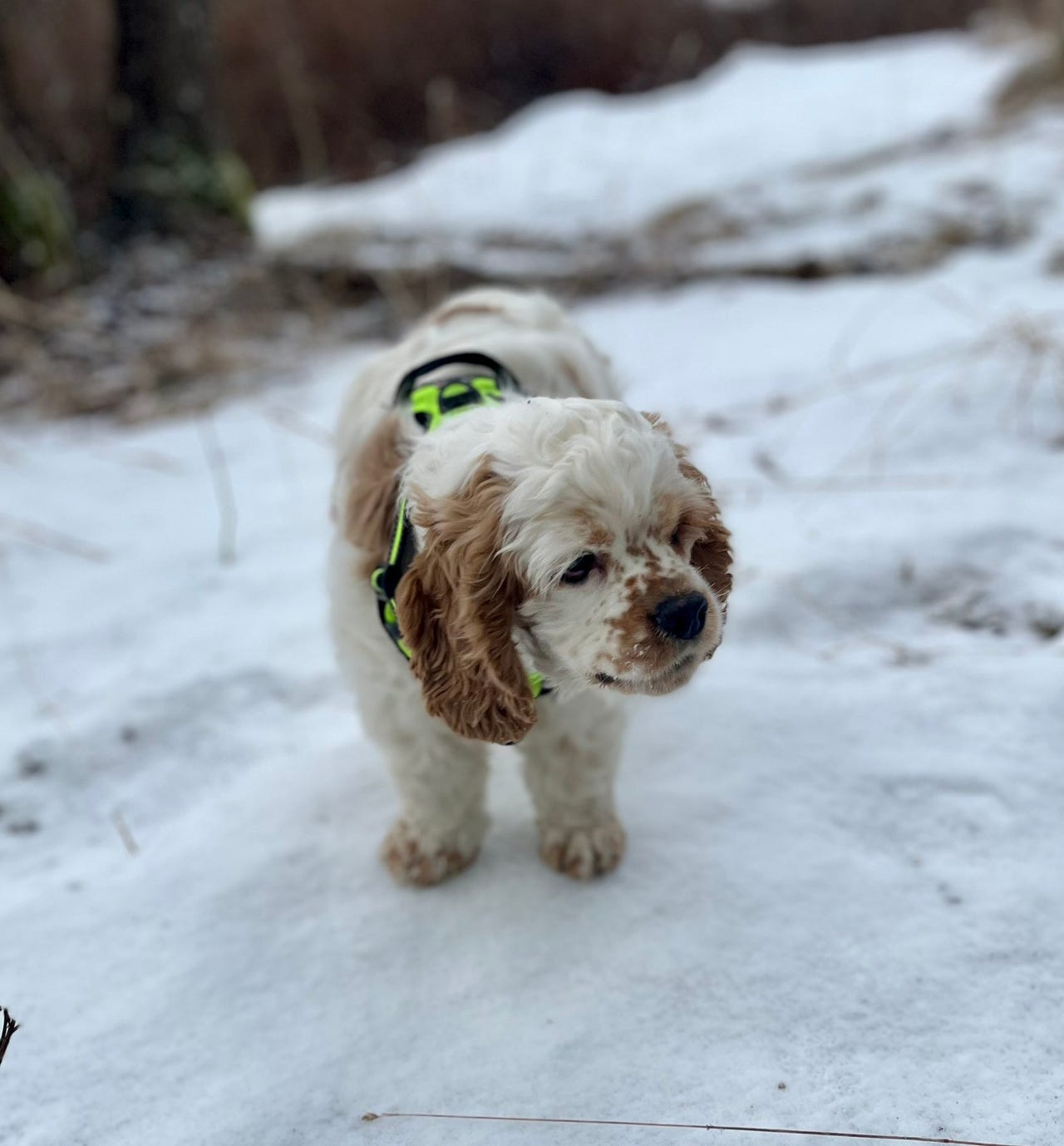 Amerikansk Cocker Spaniel valper | FINN-torget