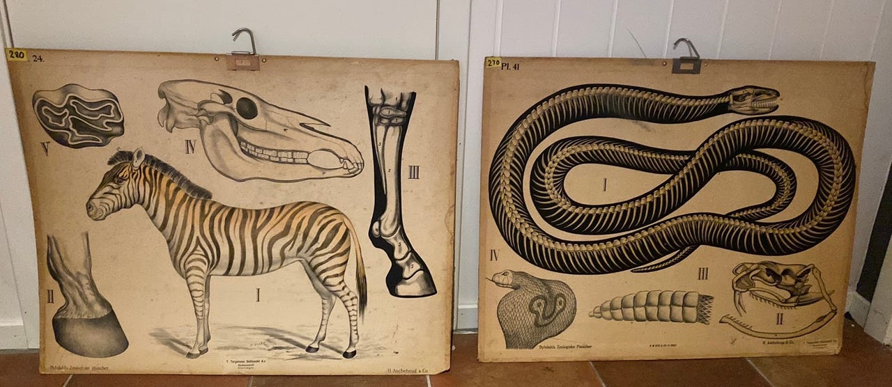 Aschehoug skoleplakater | FINN-torget