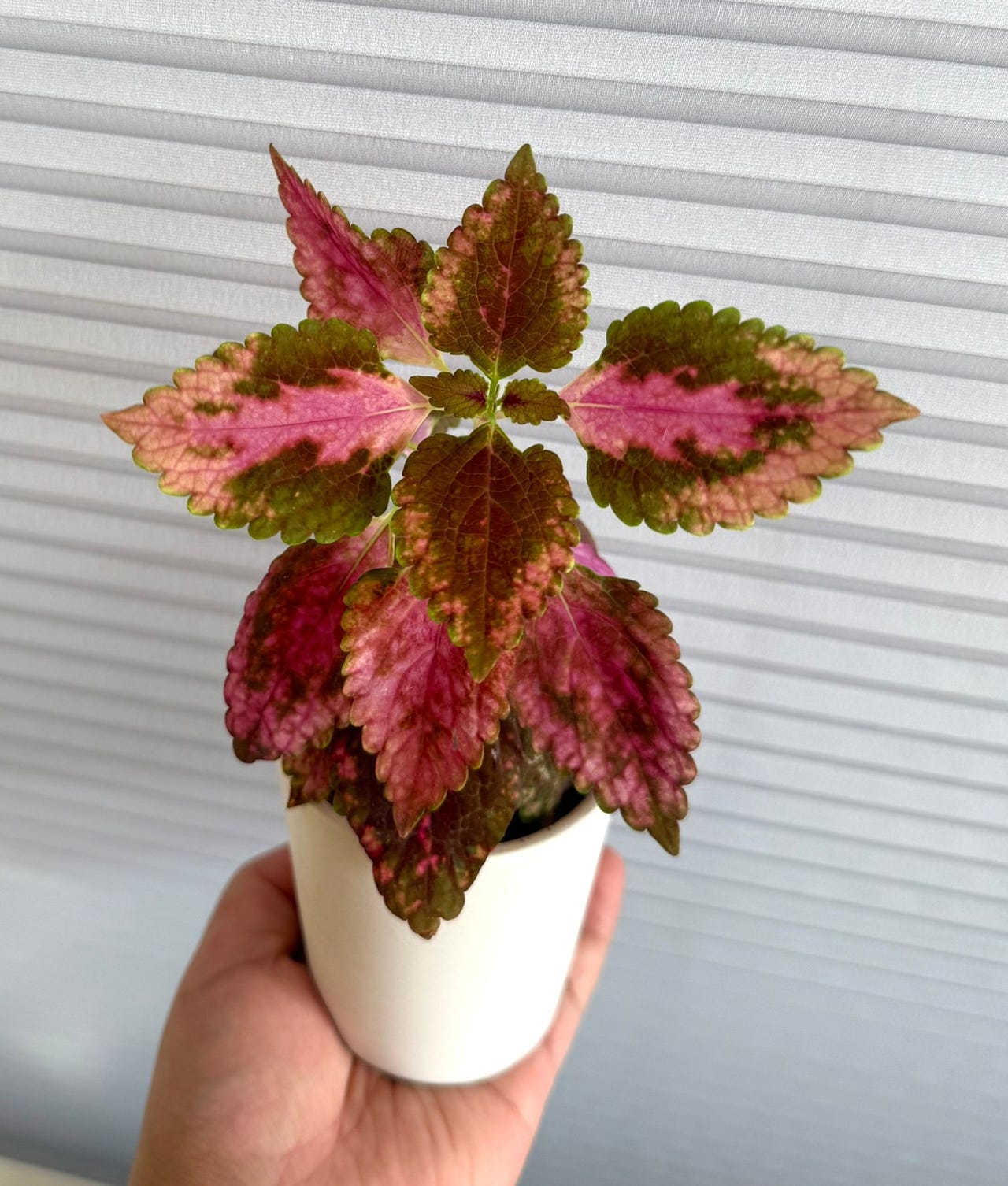 Coleus -piñata 🪴 med pyntepotte og innerpotte | FINN-torget