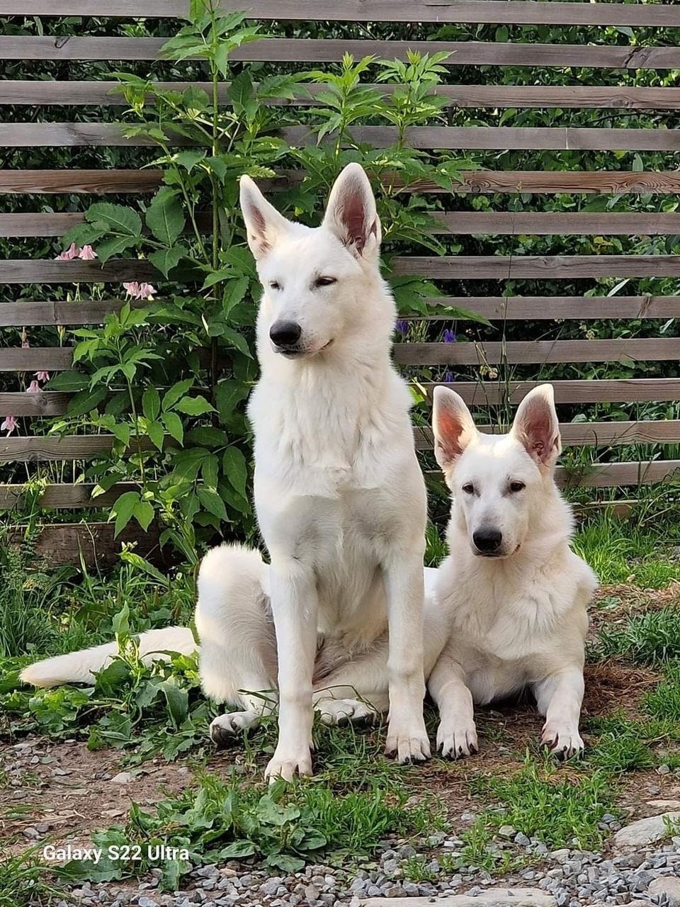 Hvit Gjeterhund valper og voksne hunder | FINN-torget