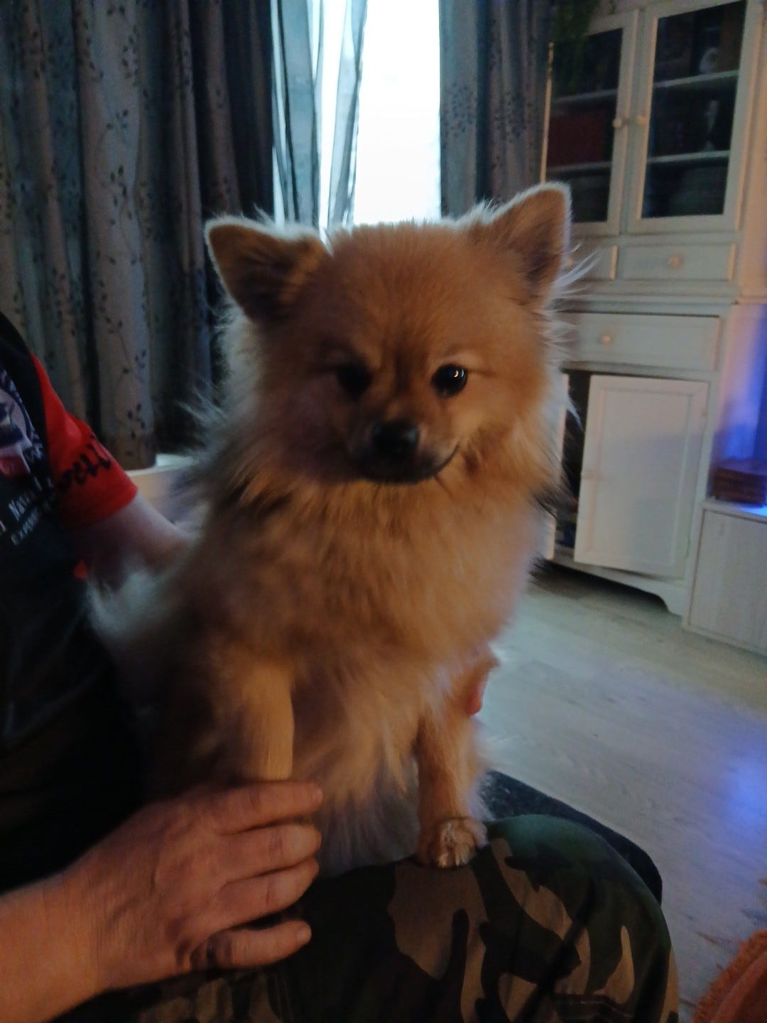 Parrings hann til en klein spitz | FINN-torget