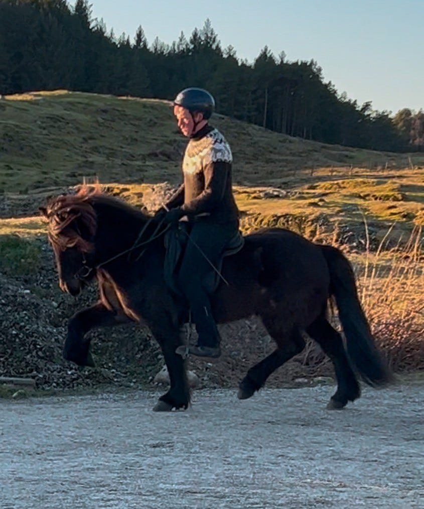 Elegant islandshest vallak | FINN-torget