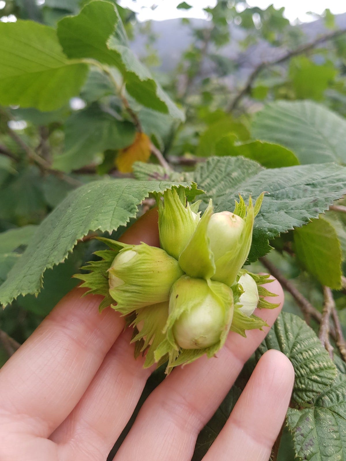 Norsk hassel nøtt tre🌳 fra 50kr | FINN-torget