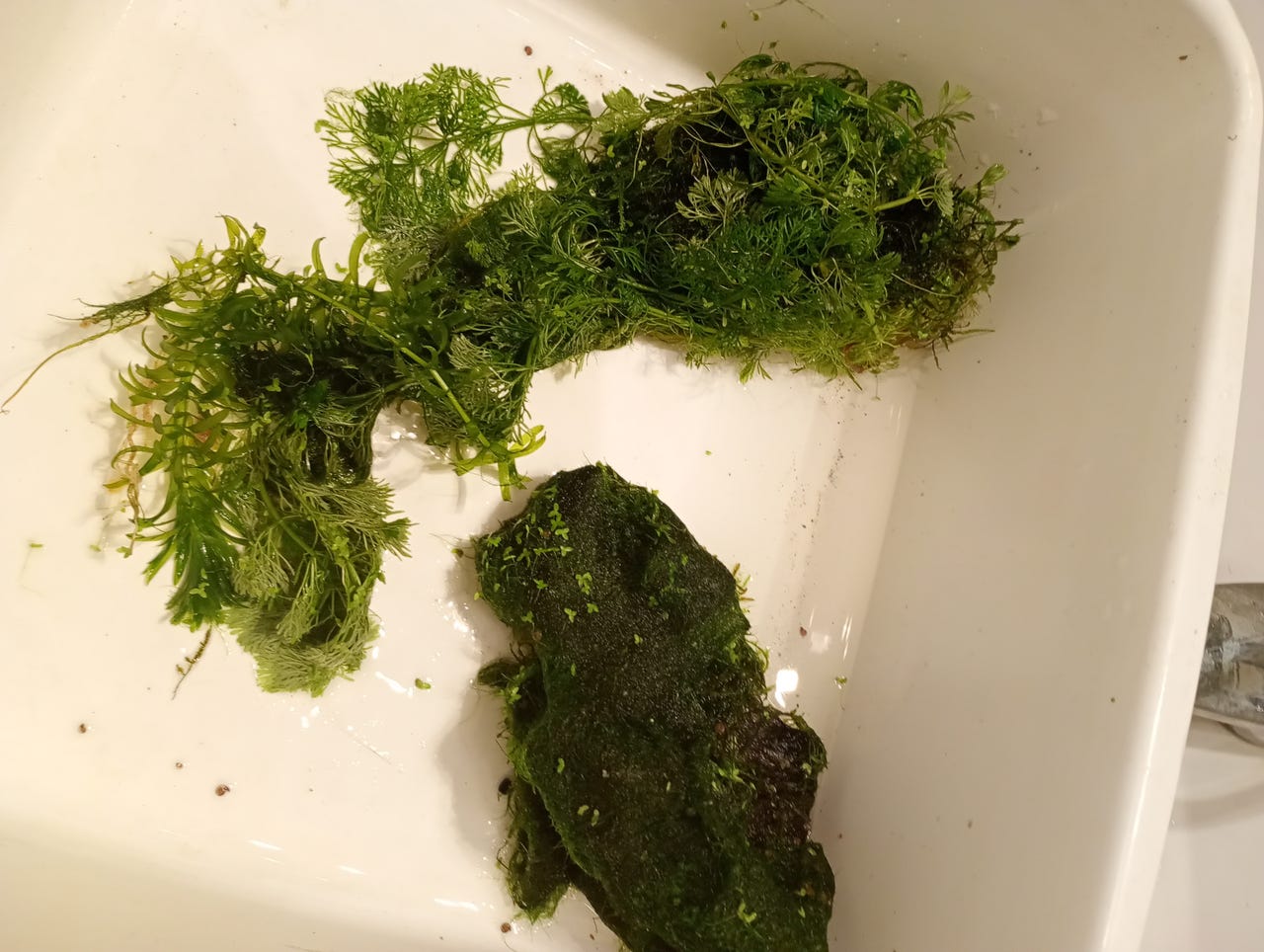 Planter Til Akvarier | FINN-torget