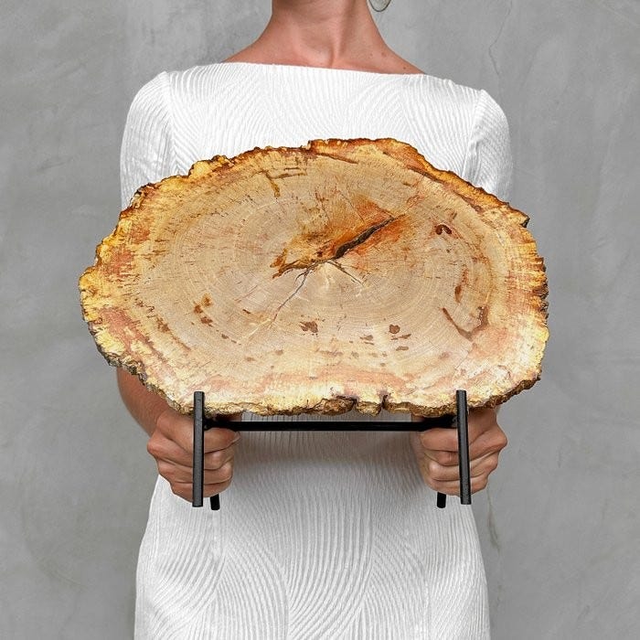 Fantastisk stykke forstenet tre på et tilpasset stativ - Fossilt tre ...