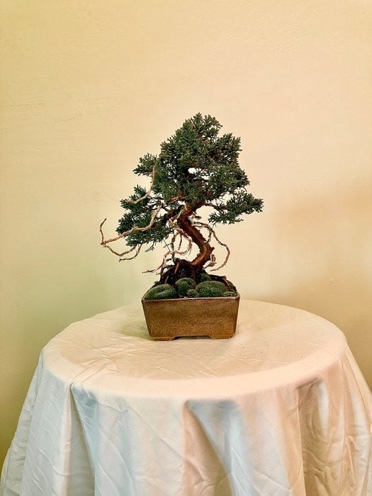 Einer bonsai (Juniperus) - Høyde (tre): 24 cm - Dybde (tre): 22.5 cm ...