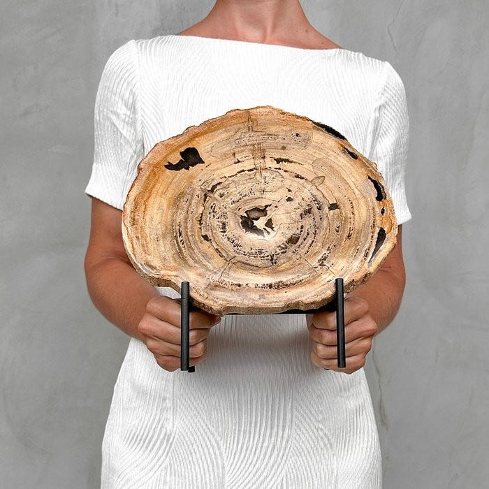 Fantastisk stykke forstenet tre på et tilpasset stativ - Fossilt tre ...