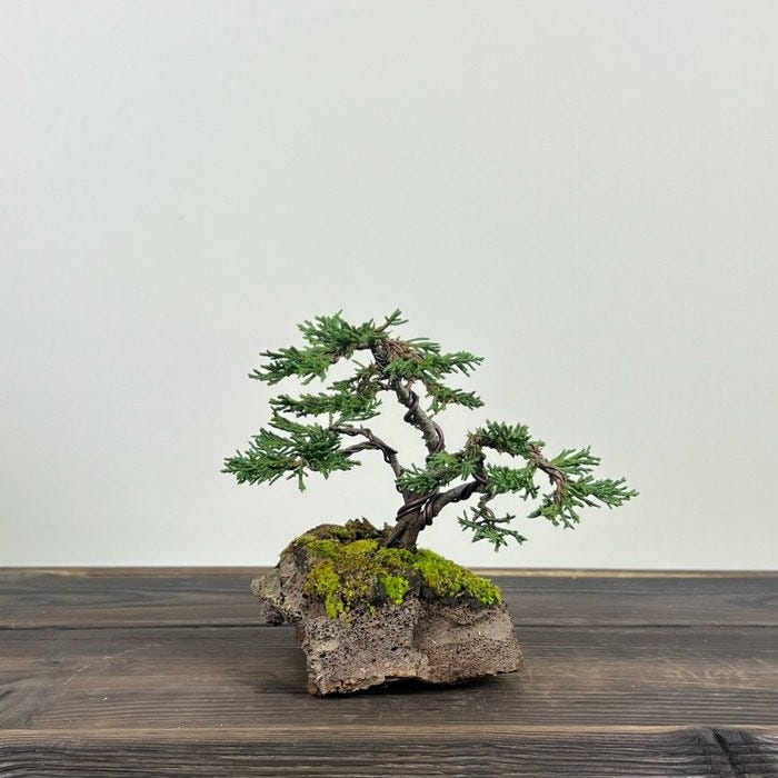 Einer bonsai (Juniperus) - Høyde (tre): 15 cm - Dybde (tre): 16 cm ...