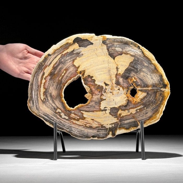 Fantastisk stykke forstenet tre på et tilpasset stativ - Fossilt tre ...