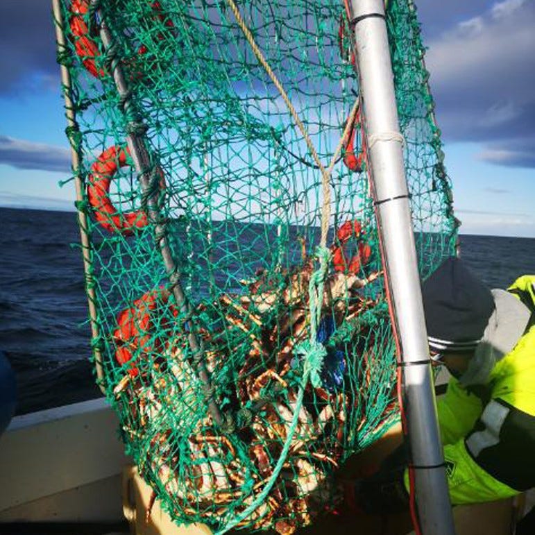 Kongekrabbeteine A, Q, 135x115x100, 16kg | FINN-torget