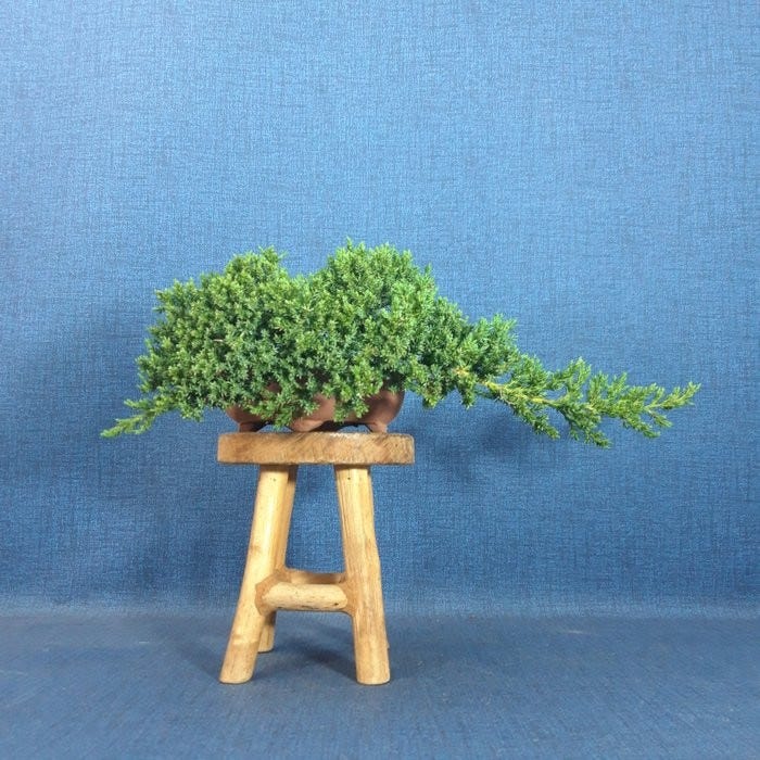 Einer bonsai (Juniperus) - Høyde (tre): 10 cm - Dybde (tre): 44 cm ...