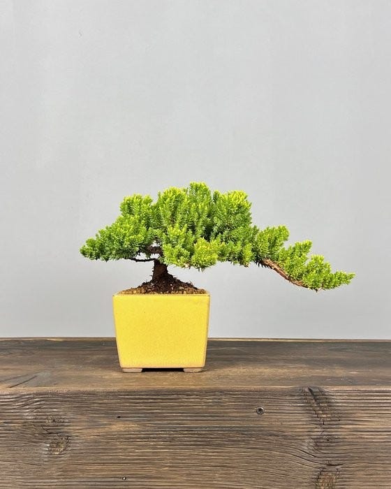Einer bonsai (Juniperus) - Høyde (tre): 16 cm - Dybde (tre): 15 cm ...
