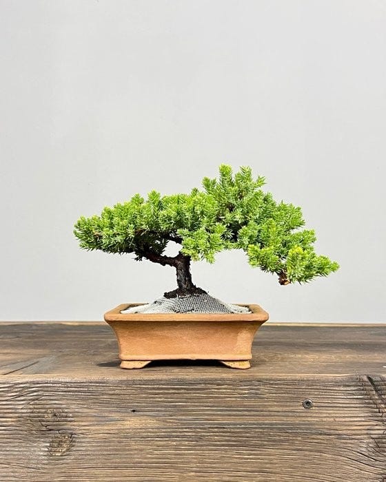 Einer bonsai (Juniperus) - Høyde (tre): 16 cm - Dybde (tre): 16 cm ...