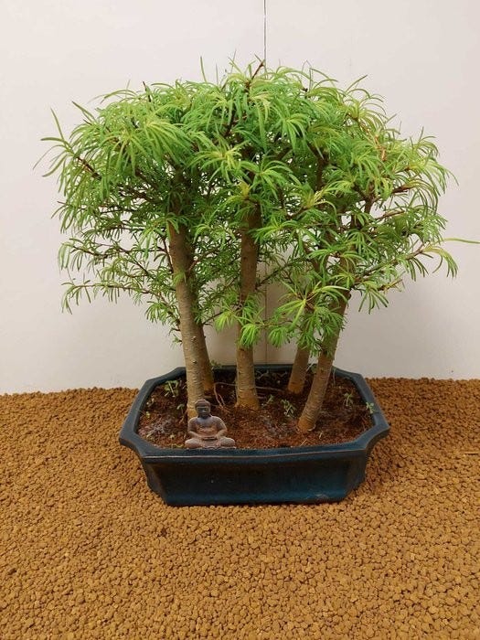 Lerk bonsai (Larix) - Høyde (tre): 40 cm - Dybde (tre): 39 cm - Belgia ...