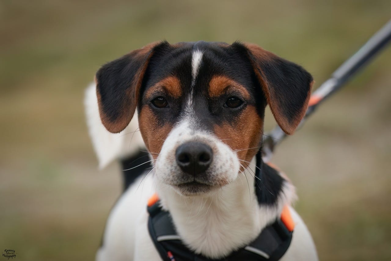 Skjønne Bailey fra Dyrebeskyttelsen Norge Nord-Jæren | FINN-torget