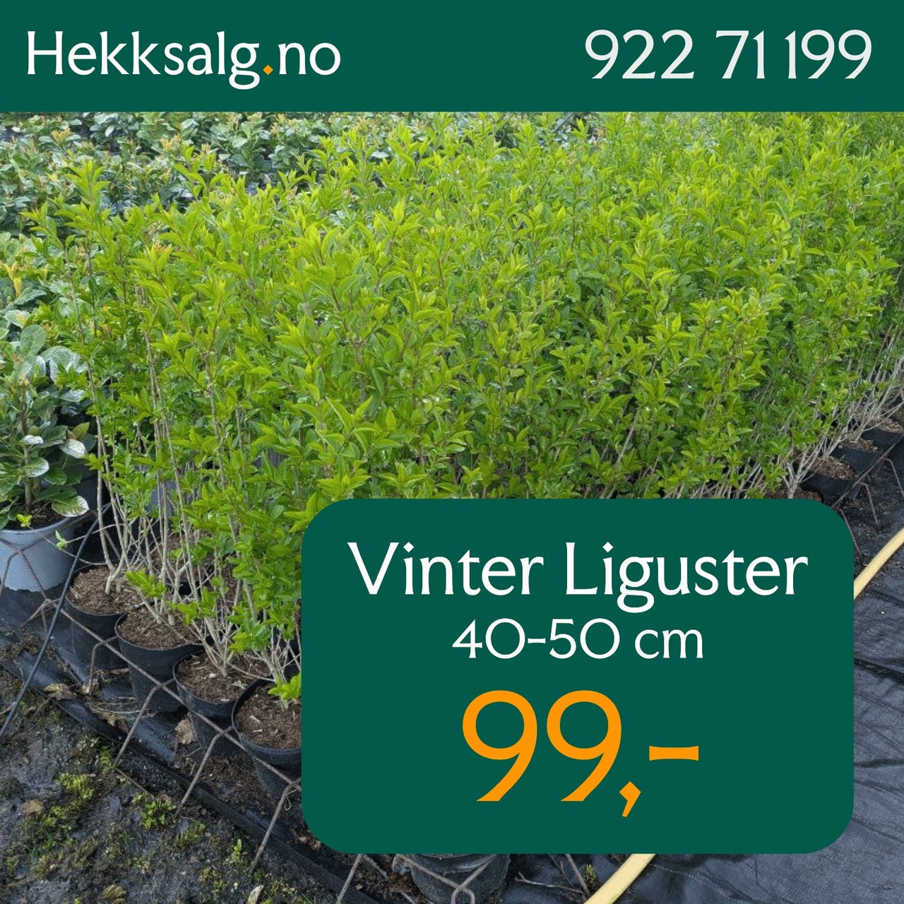 Vinter Liguster i potte 40-50 cm | FINN-torget