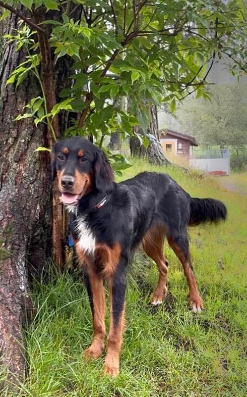 mix Berner Sennenhund / Gordon Setter hann 11 mnd | FINN-torget