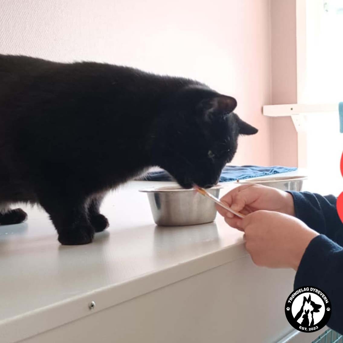 Zorro er reiseklar - id-chip/vaksinert/kastrert | FINN-torget