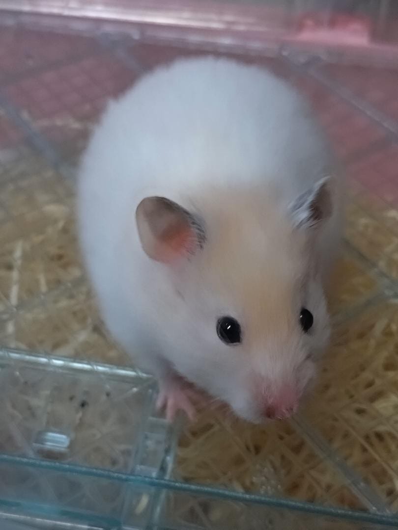 Syriske hamsterunger, gullhamster, angora | FINN-torget