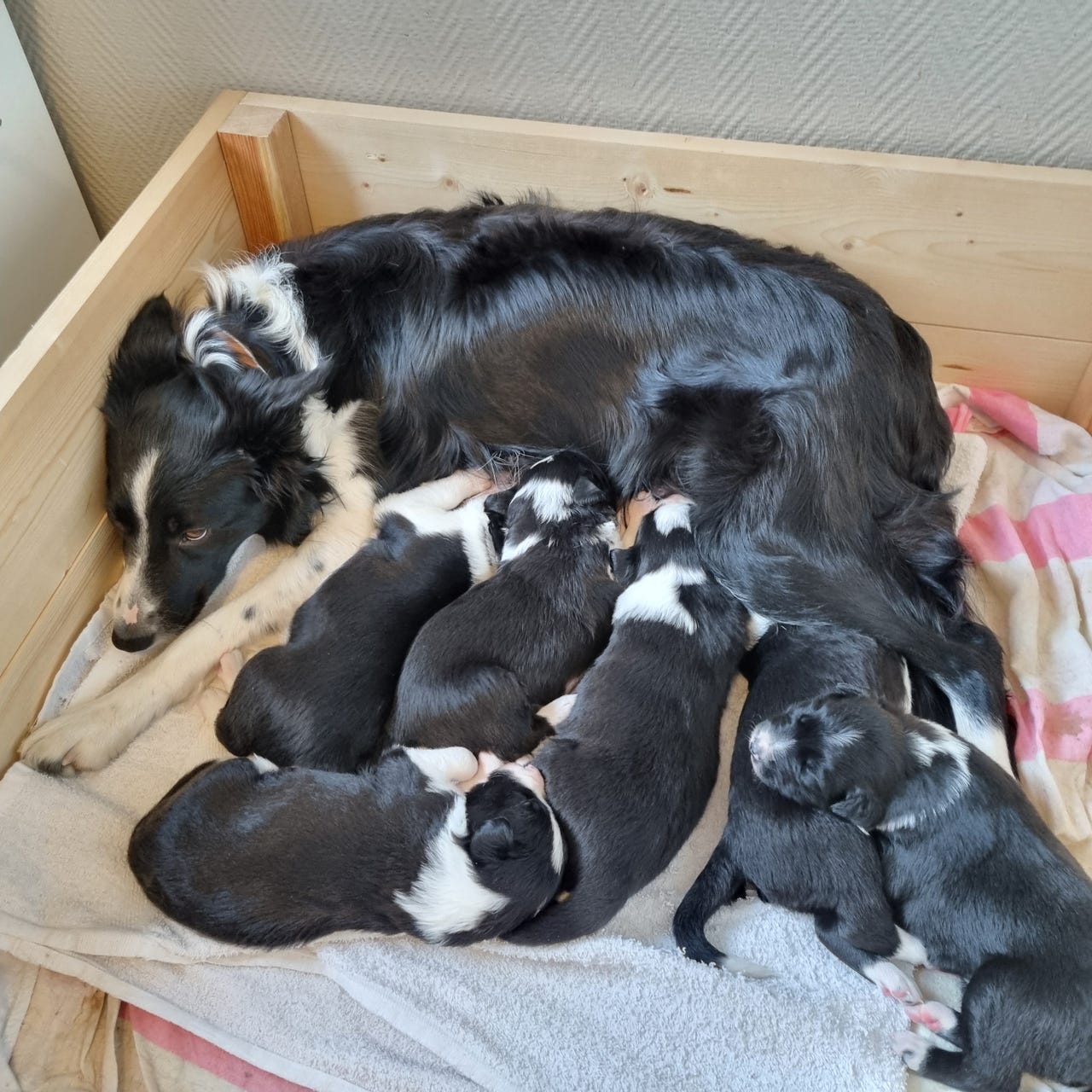 Border Collie valper | FINN-torget
