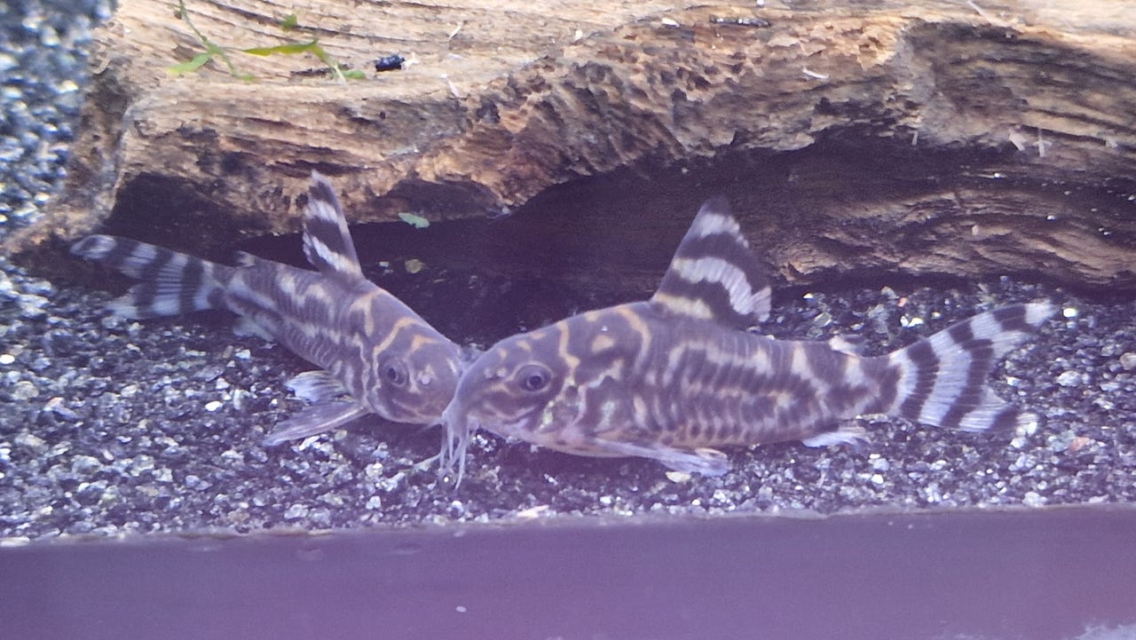 Corydoras cw111 | FINN-torget