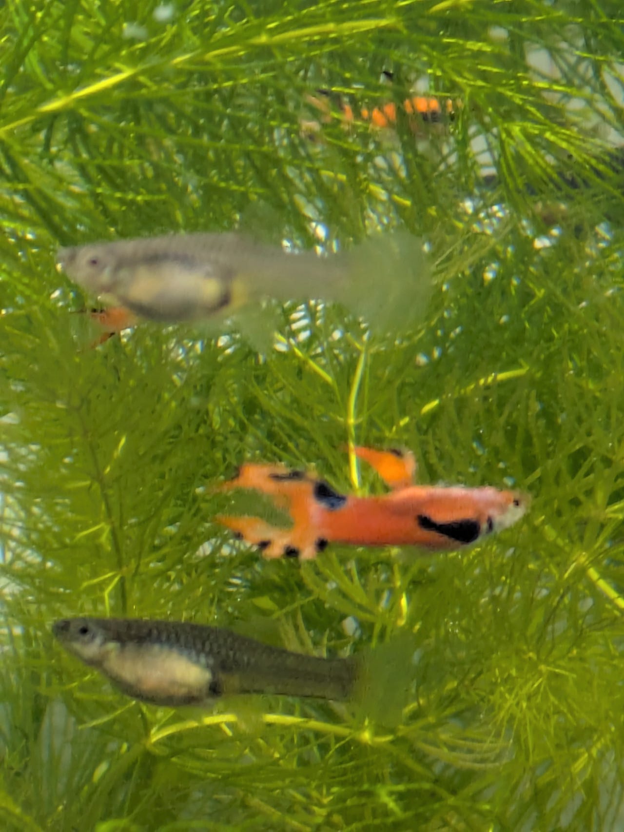 Red Scarlet Endler Guppy | FINN-torget