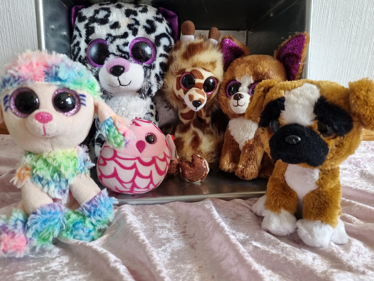 7 ty bamser søker nytt hjem | FINN-torget