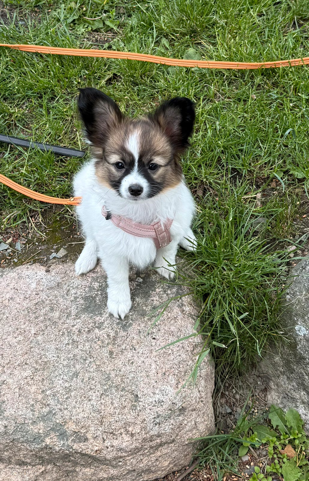 Papillon valper utlært av moren | FINN-torget