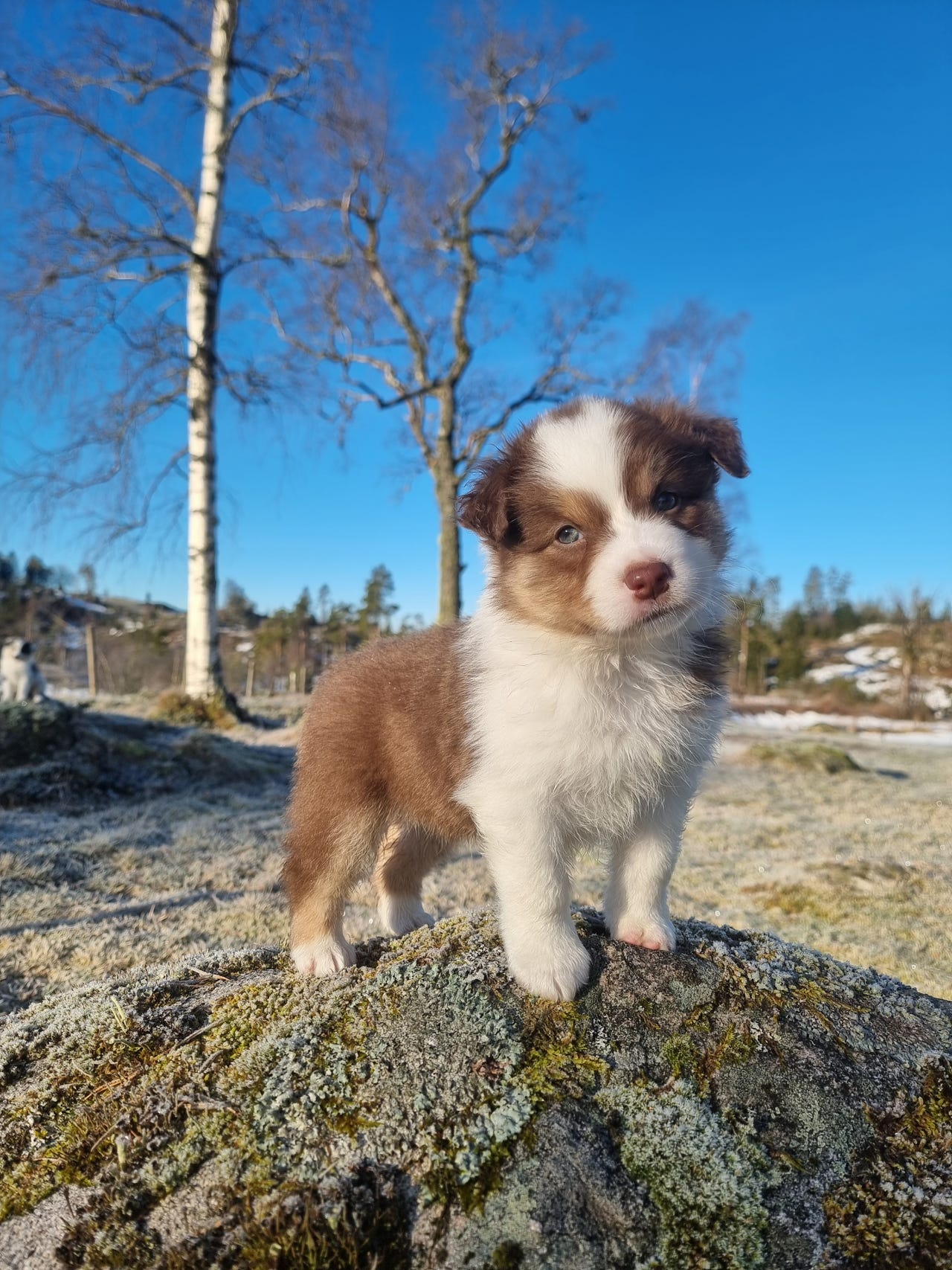 Australian shepherd valp | FINN-torget