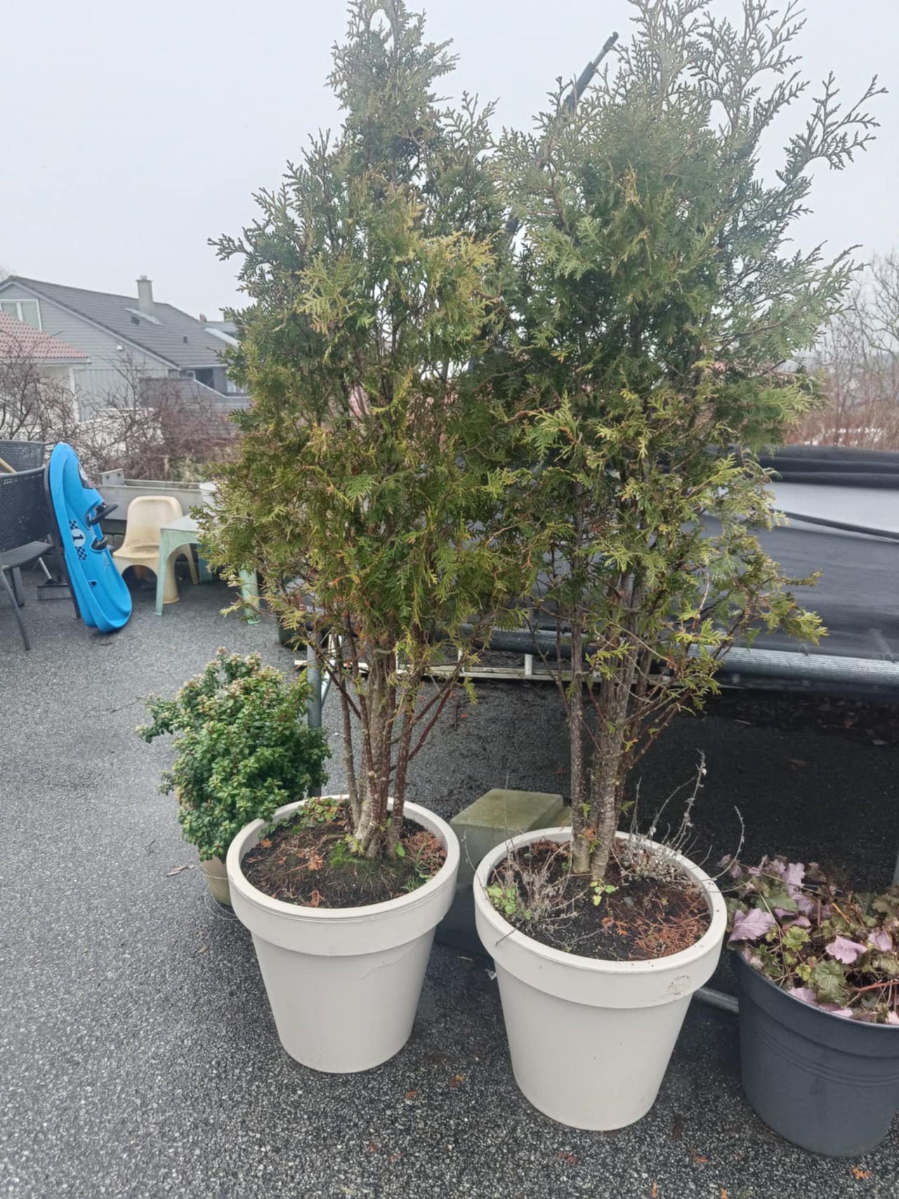 4 stk høye tujaer gis bort med plastikk potter | FINN-torget