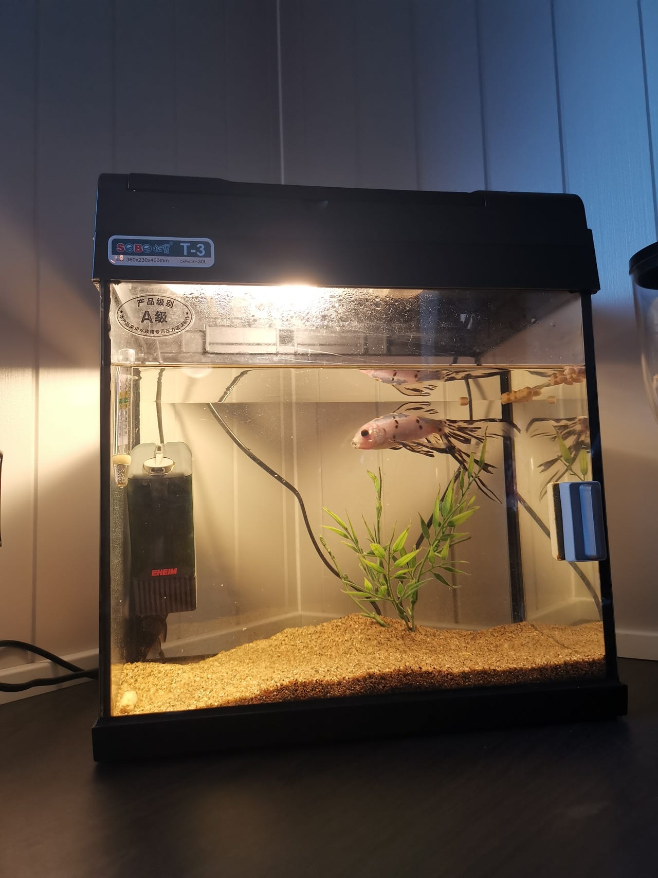 Aquarium med 2 fisk. | FINN-torget