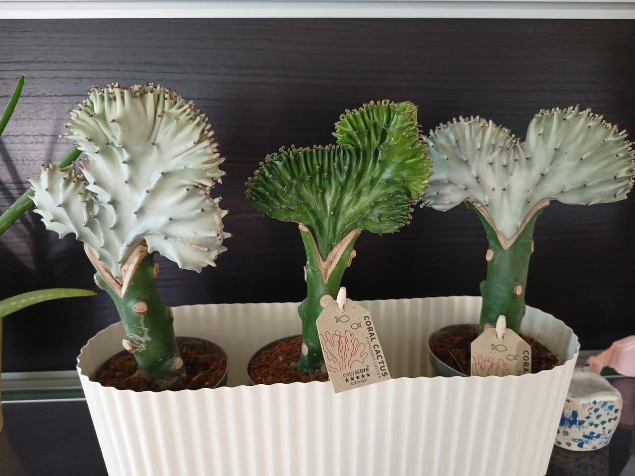 Euphorbia lactea kaktus (Willy, Billy og Dilly) | FINN-torget